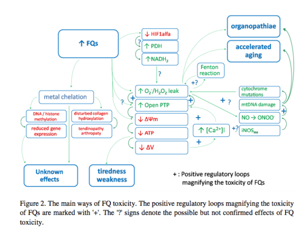 Fluoroquinolone Toxicity Article - Treatment of the Fluoroquinolone ...